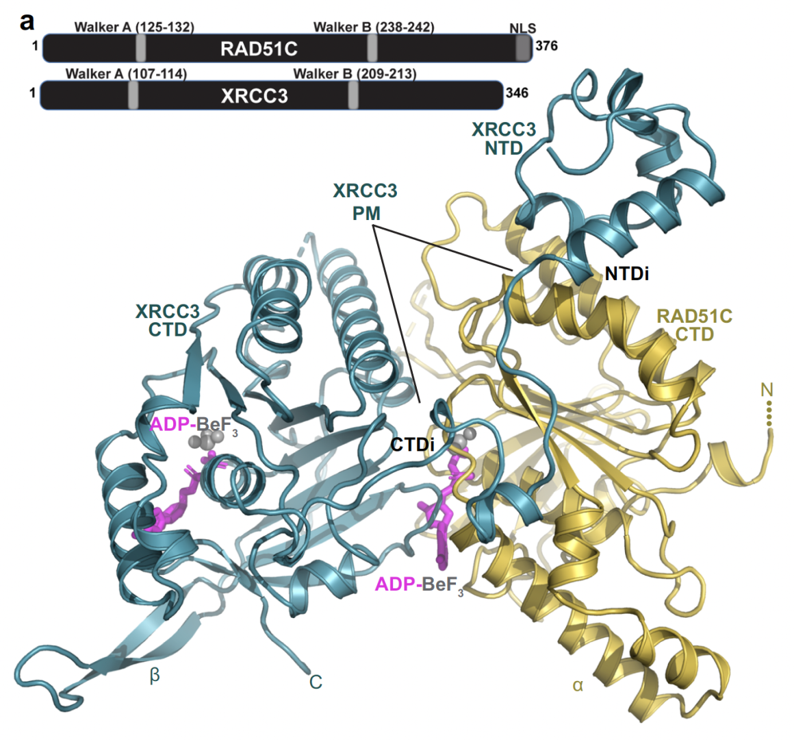 RAD51C-XRCC3 structure and cancer patient mutations define DNA ...